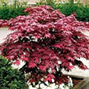 Red-Emperor – Center for Gardeners